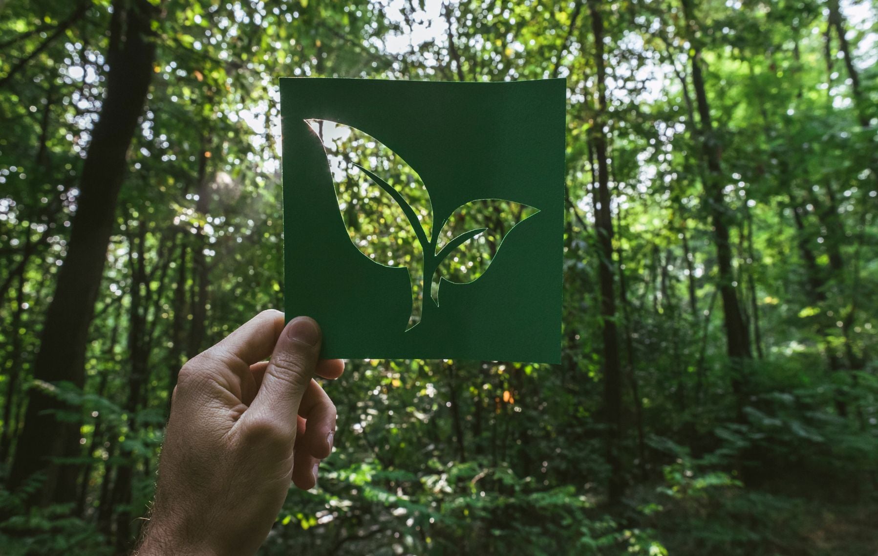 Going Green with Albiz Packaging - Set Your Packaging Apart